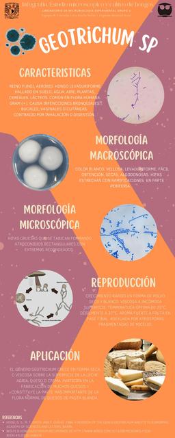 Geotrichum SP | Itzel Montiel | uDocz