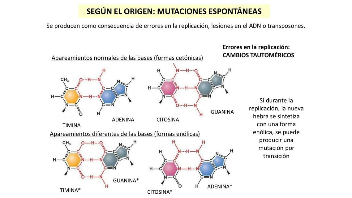 Mutaciones y el Cáncer | Salomon Portillo | uDocz