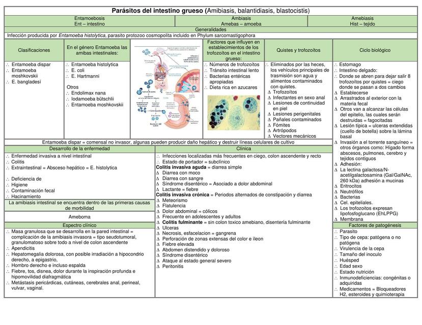 Entamoeba Hartmanni | uDocz