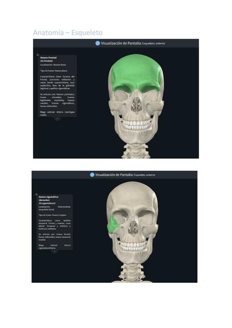 Anatomía - Esqueleto | Monse Bogado | uDocz