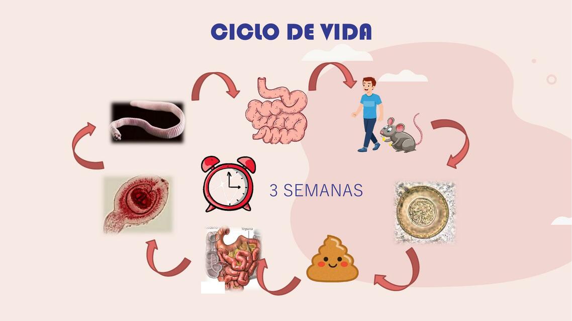 Helmintos | Daniela Santos | uDocz