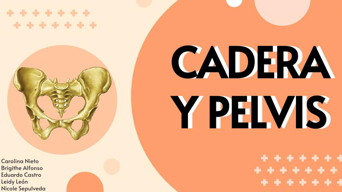 Cadera y Pelvis | Maryury | uDocz