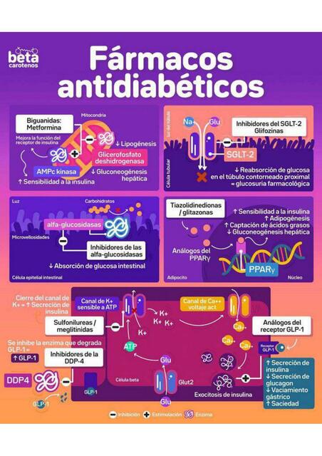 Fármacos Antidiabéticos Mecanismo De Acción | MedicineDat | uDocz