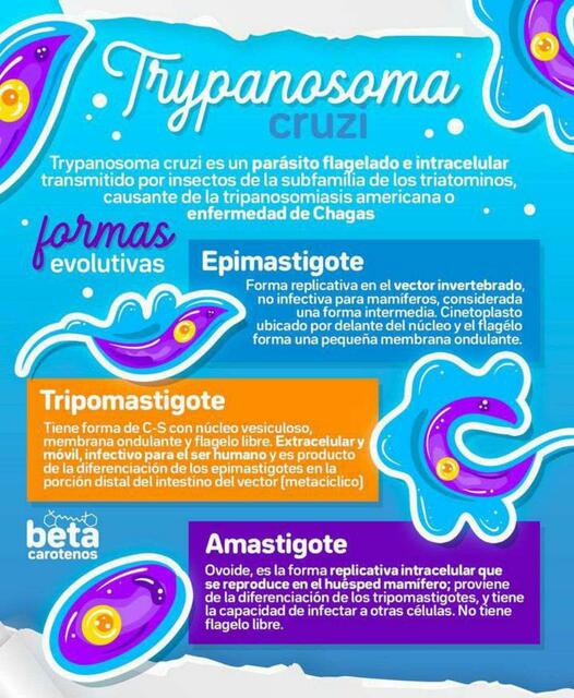 Chagas - Tripanosoma Cruzi | MedicineDat | uDocz