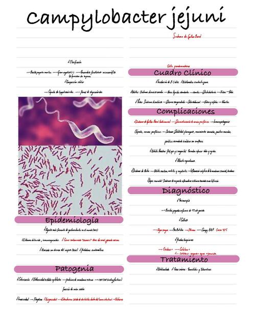 Bacteriología Campylobacter Jejuni | Solano Davalos Mario | uDocz