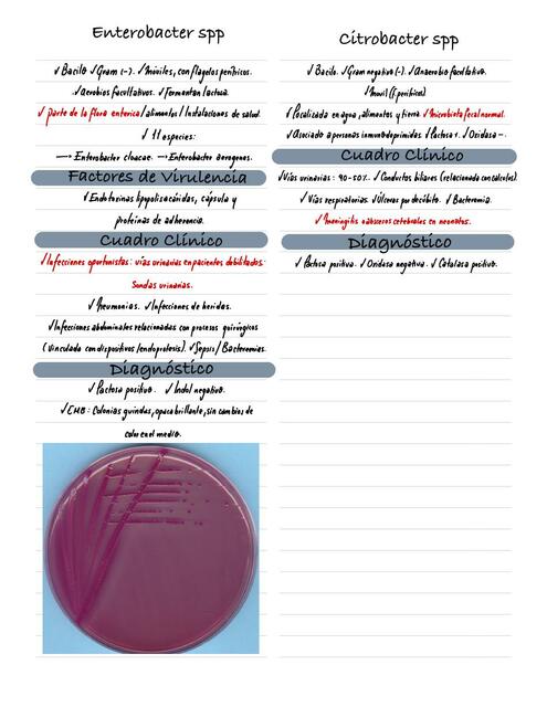Citrobacter spp y Enterobacter spp | Solano Davalos Mario | uDocz
