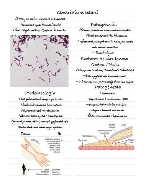 Clostridium Tetani | Solano Davalos Mario | uDocz