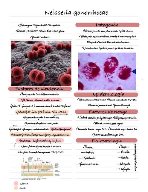 Bacteriología Neisseria gonorrhoeae | Solano Davalos Mario | uDocz