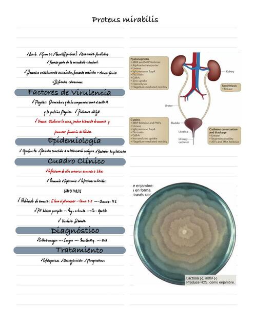 Proteus Mirabilis | Solano Davalos Mario | uDocz