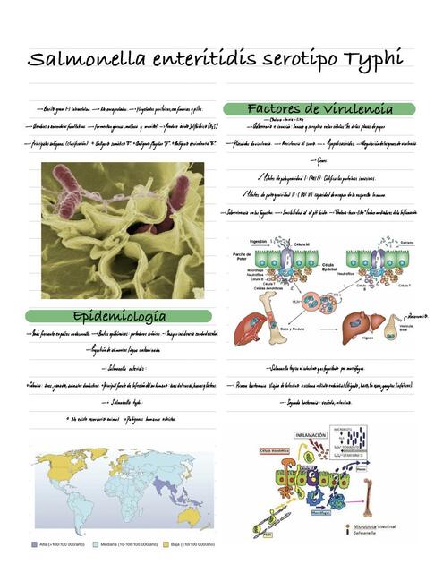 Salmonella Enteritidis Serotipo Typhi | Solano Davalos Mario | uDocz