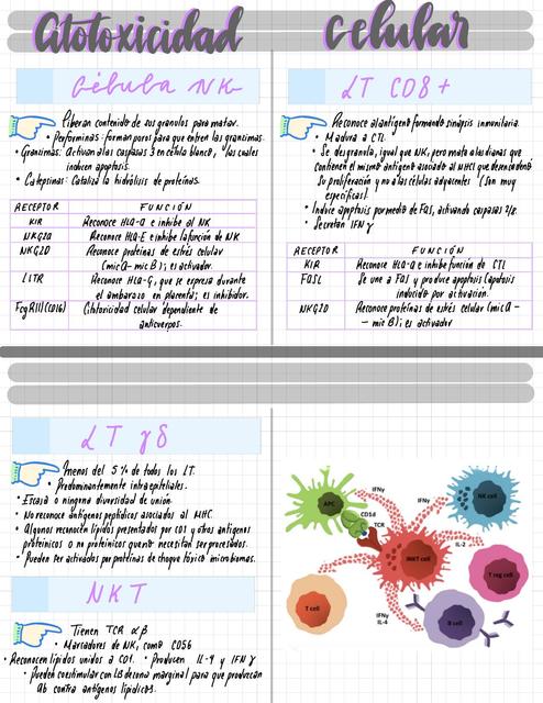 Citotoxicidad celular | Solano Davalos Mario | uDocz