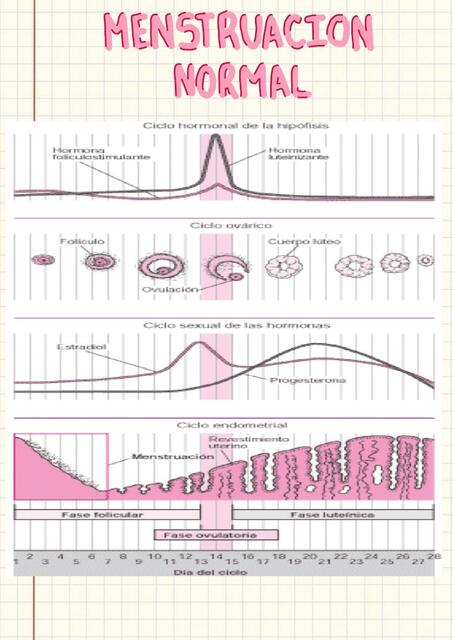 Menstruación Normal | Valentina Lopez | uDocz