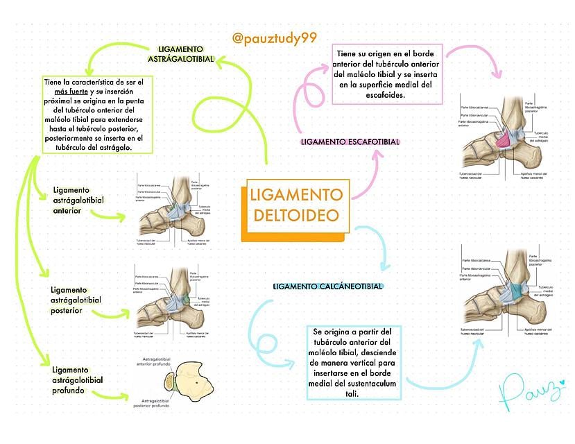 Ligamento Deltoide Cirugía De Realineación En La Artrosis De Tobillo