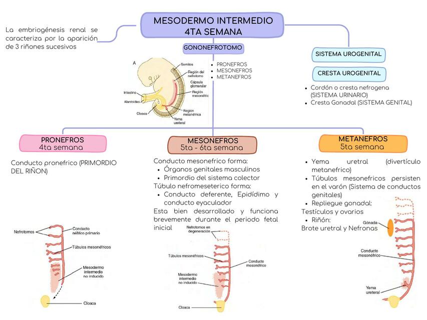 Mesodermo Intermedio/Seno Urogenital/Desarrollo Molecular del Riñón | Guillermo Davila | uDocz