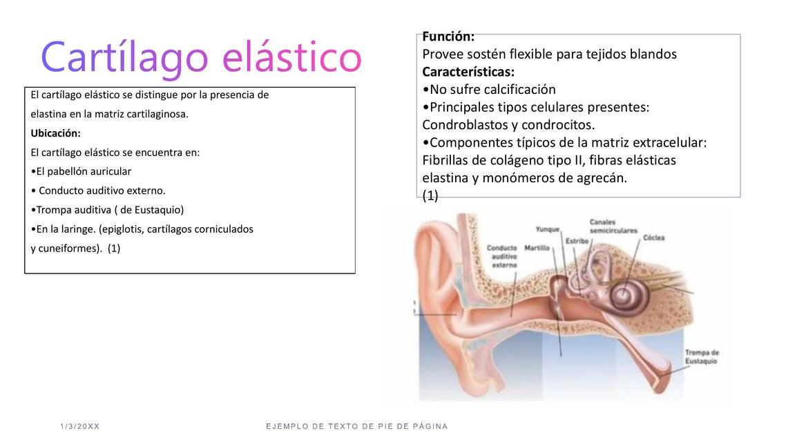 Cartílago elástico y fibroso | Génesis Sarango | uDocz