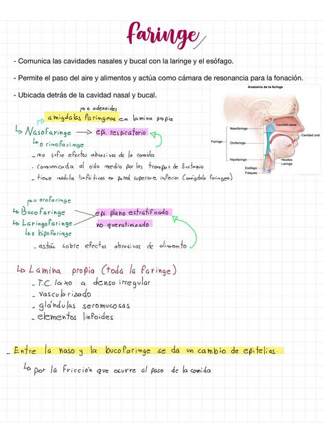 Faringe | RENATO DAVID ROJAS CANOVA | uDocz