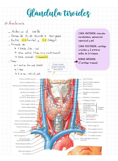 Glándula Tiroides | RENATO DAVID ROJAS CANOVA | uDocz