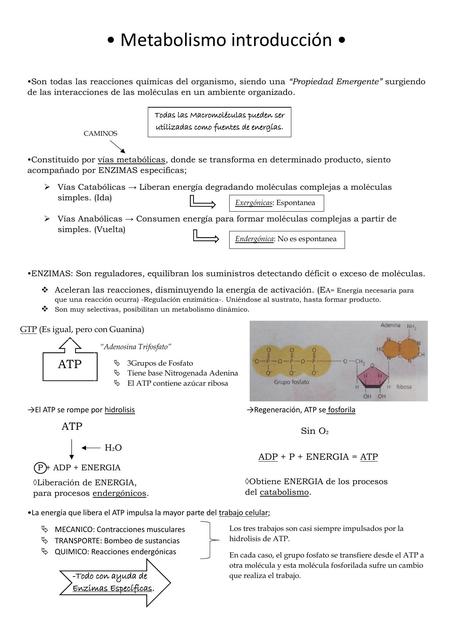 Biología Humana Metabolismo 2 | Laya | uDocz