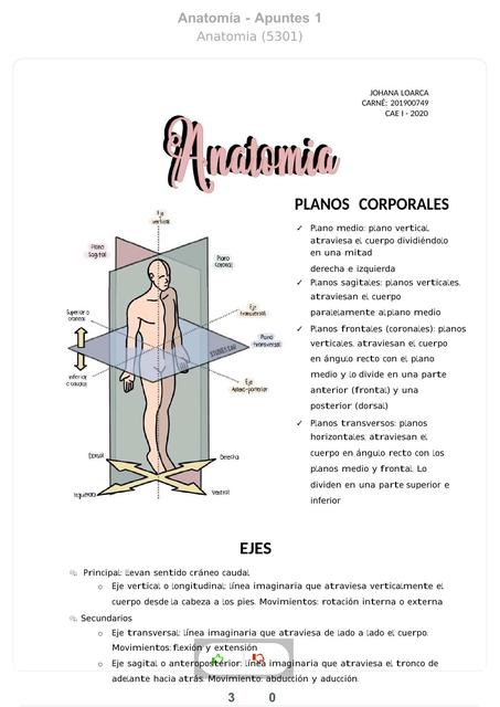 Anatomía | Márcia Katiane | uDocz