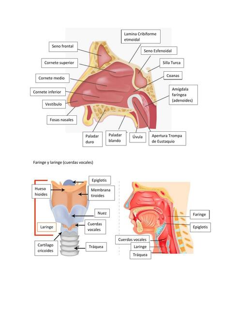 Resúmenes de Paladar duro | Descarga apuntes de Paladar duro