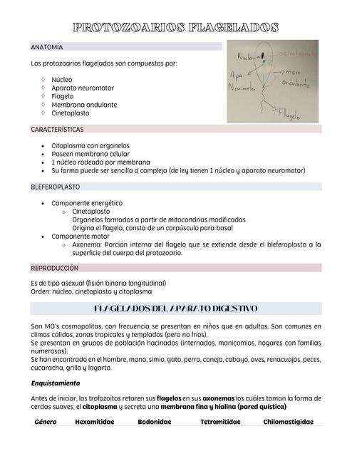 Protozoarios Flagelados | Ranita Cientifica | uDocz