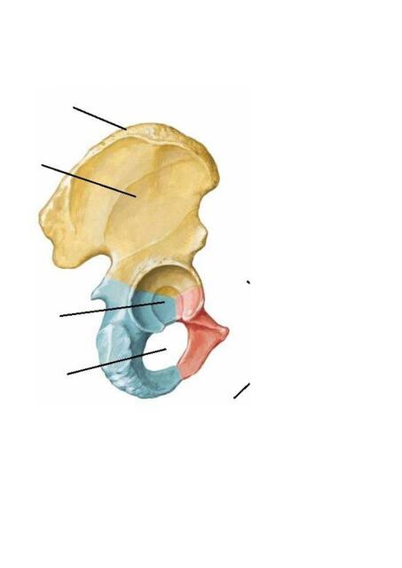 Miembro inferior | uDocz