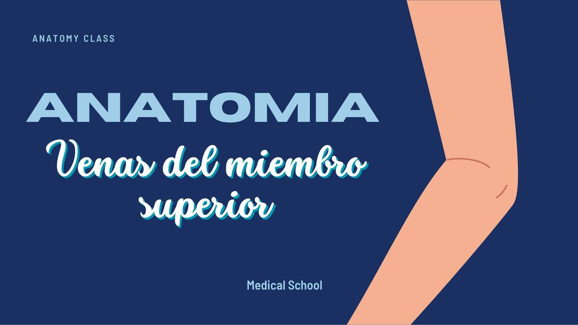 Anatomía: Venas del Miembro Superior e Inferior | Studimedicina | uDocz