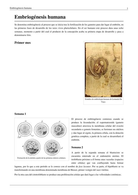 Embriogénesis humana | Lizbeth Chillagana | uDocz