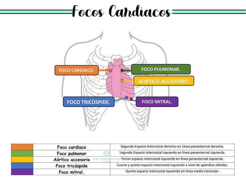 Resúmenes de Foco pulmonar | Descarga apuntes de Foco pulmonar