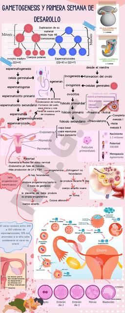 Gametogénesis y Primera Semana de Desarrollo | Zuko Kz | uDocz