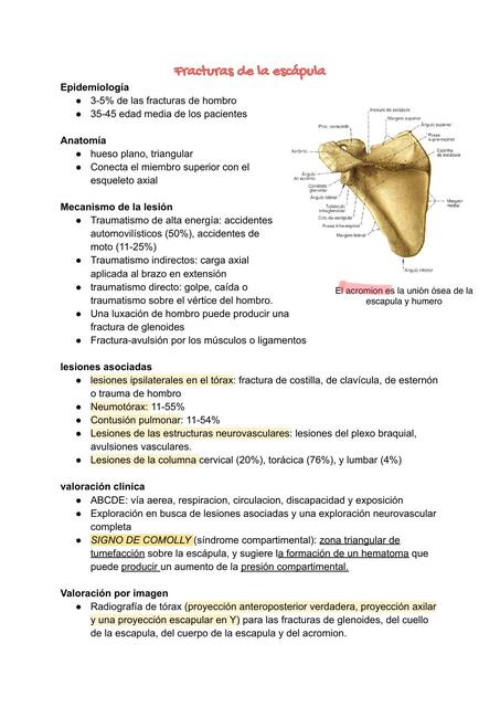 Fracturas de la Escápula | MARISOL GIL CHAVEZ | uDocz