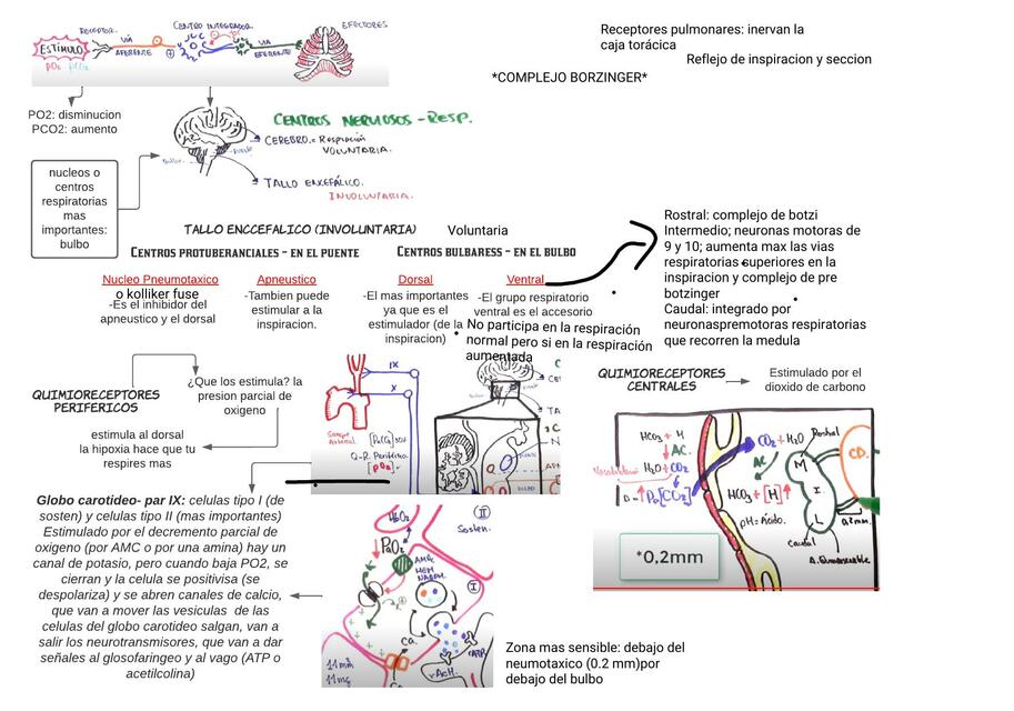 Resúmenes de Difusión pulmonar | Descarga apuntes de Difusión pulmonar