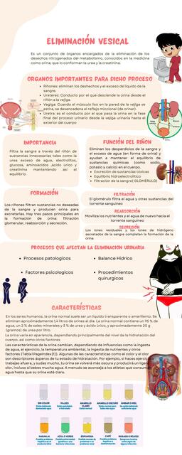 Infografía eliminación vesical | Siommy Delgado | uDocz