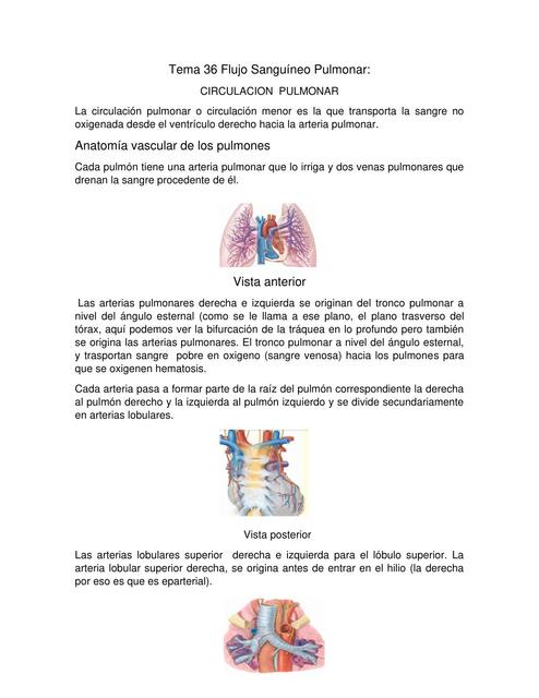Flujo Sanguíneo Pulmonar Alejandra Alvarez Udocz
