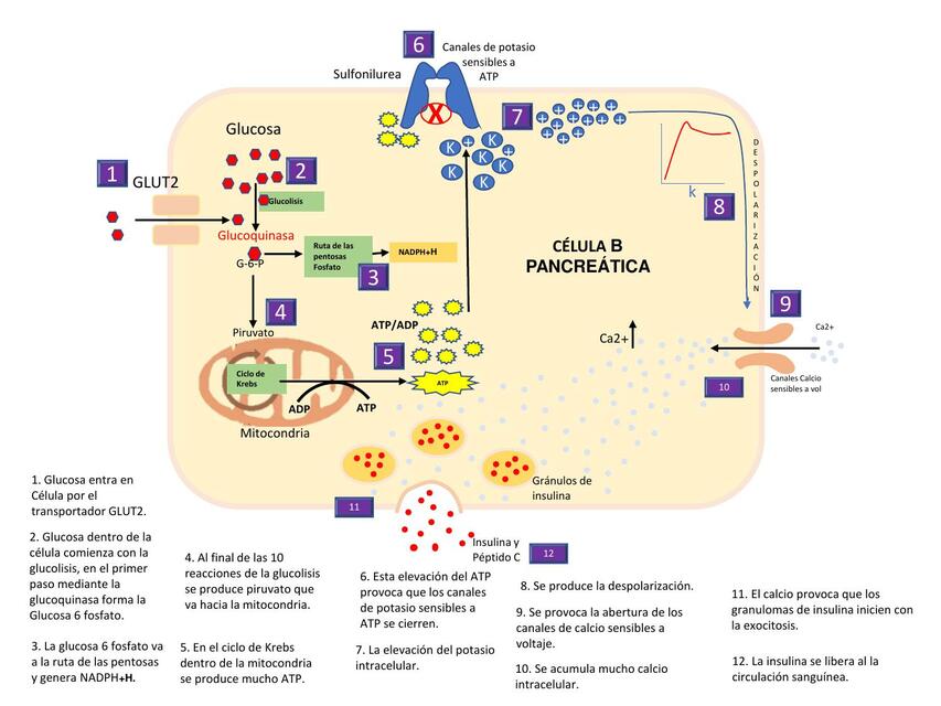 Insulina | Alexis de la cruz | uDocz