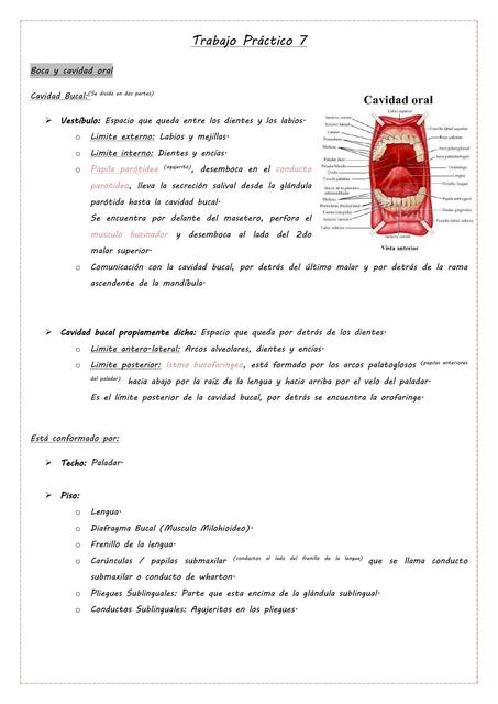 Cavidad Bucal, Velo del Paladar y Lengua | Sool | uDocz