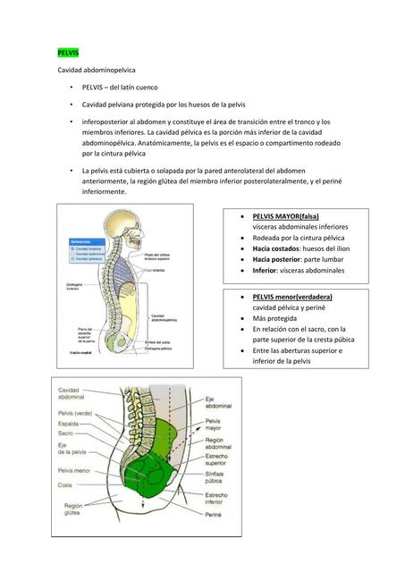 Pelvis Ginevra Udocz