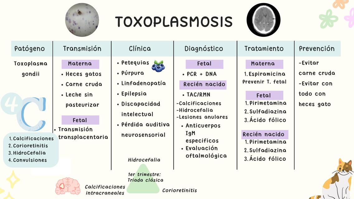 Toxoplasmosis | Jasive Flores | uDocz