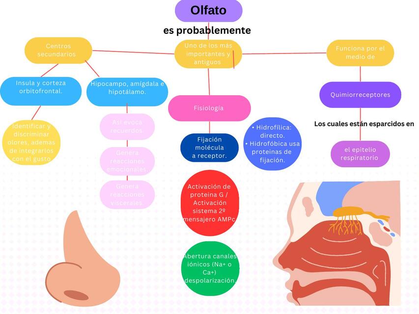 Olfato | Kiara Contreras | uDocz