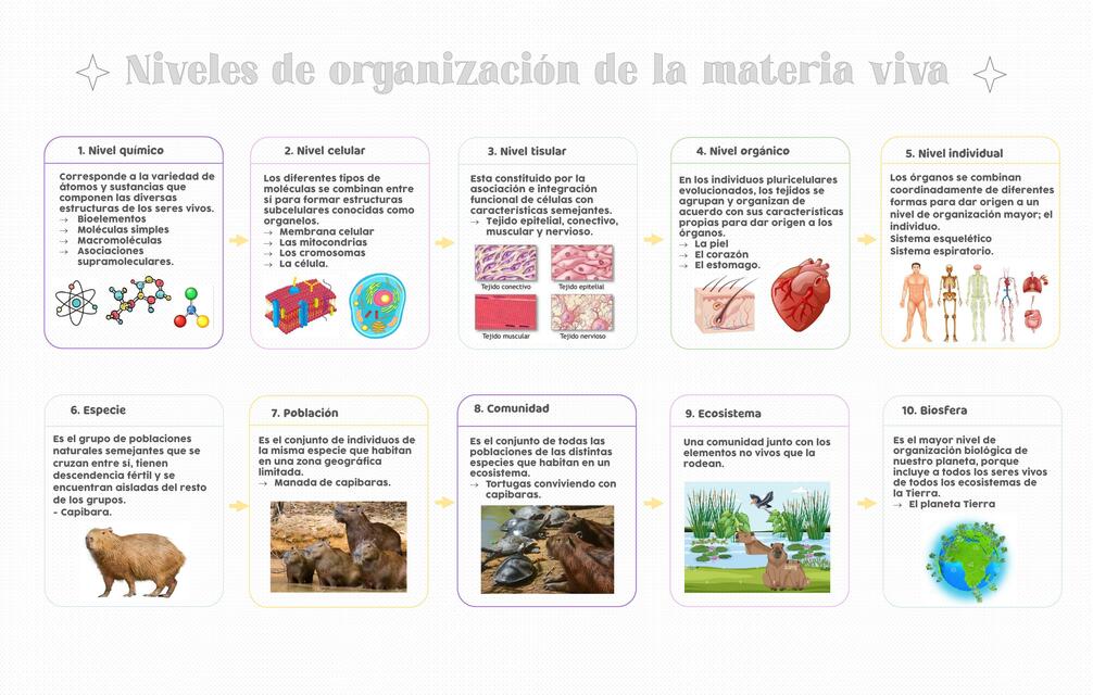 Niveles de organización de los seres vivos - Organizador | Keysi Romero ...
