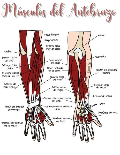 Músculos de Antebrazo | MARIA GUADALUPE BARCALA | uDocz