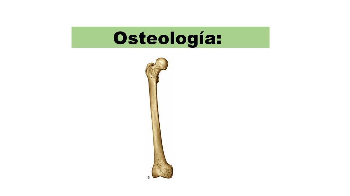 Resúmenes de Generalidades osteología | Descarga apuntes de ...