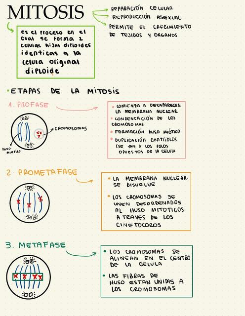 Resúmenes de Etapas de la mitosis | Descarga apuntes de Etapas de la ...