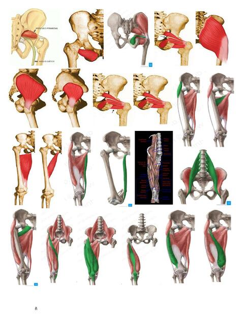 Músculos inferiores | Luz Carolina | uDocz