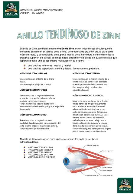 Anillo Tendinoso de Zinn | Waldyni mercado | uDocz