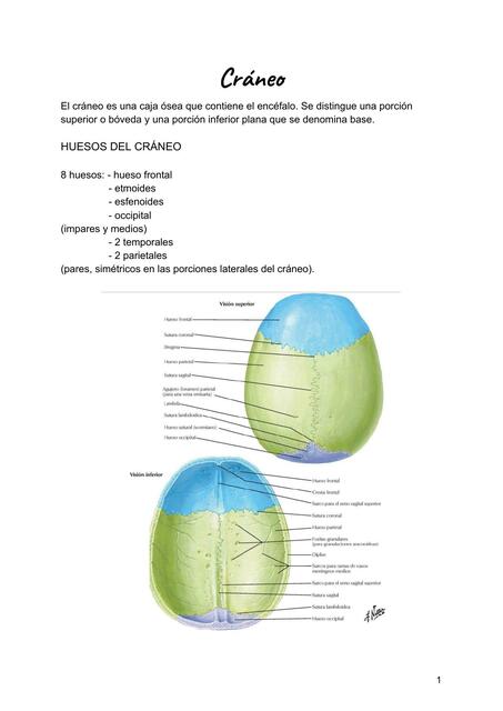 Cráneo | Romina | uDocz
