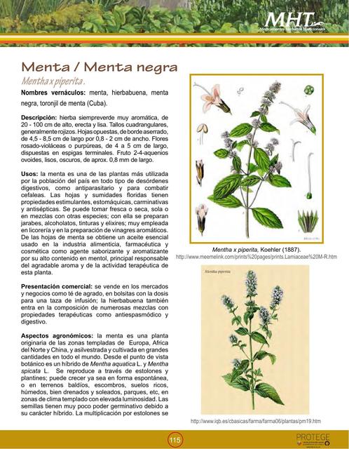 Menta planta medicinal | Cesar OreFernandini | uDocz
