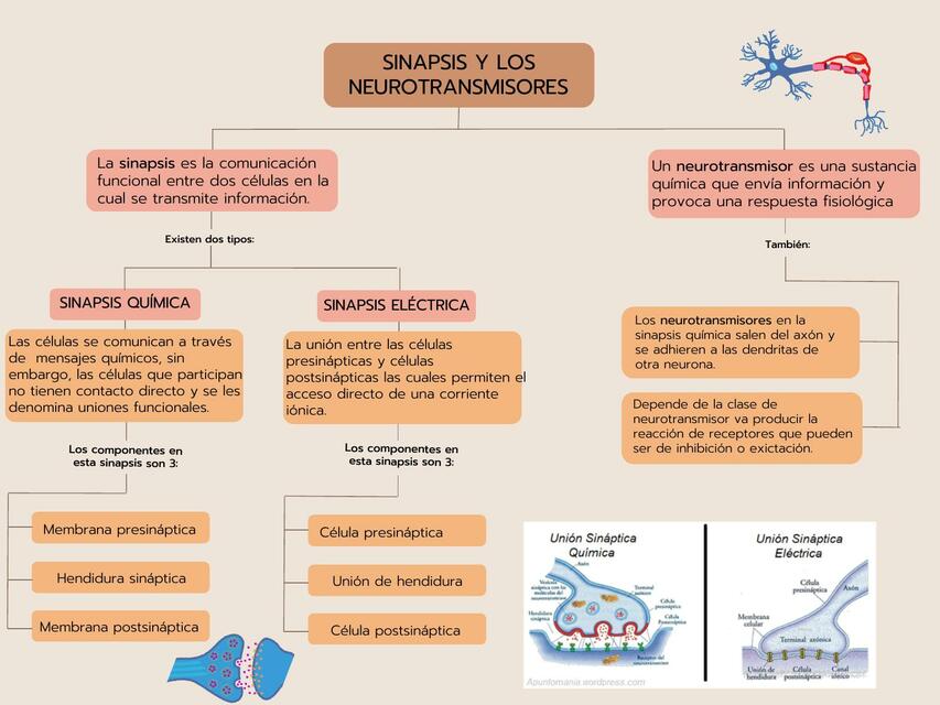 Sinapsis y Neurotransmisores | XIMENA MICHELLE CARDENAS SILVA | uDocz