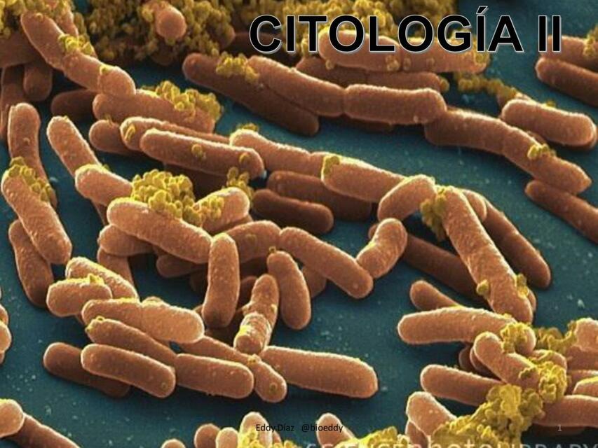 Clases Biología Citología II La Meta | Ramos Castrejón | uDocz