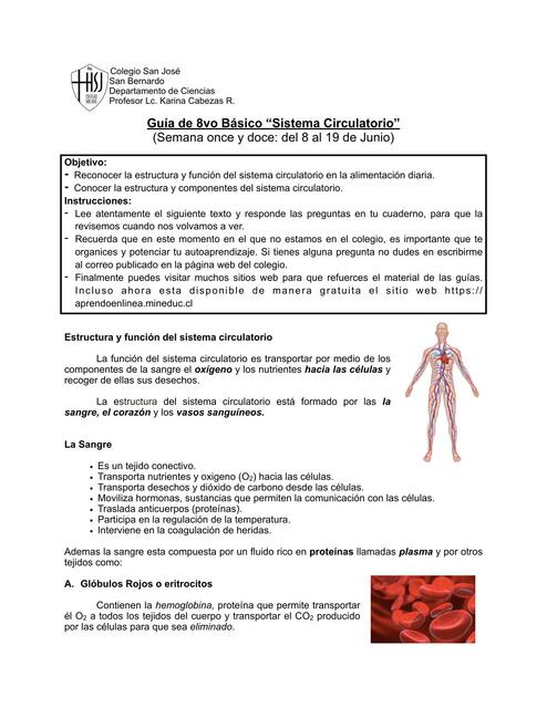Flashcards de Sistema Circulatorio | Por Antonia Nahuelpi | uDocz
